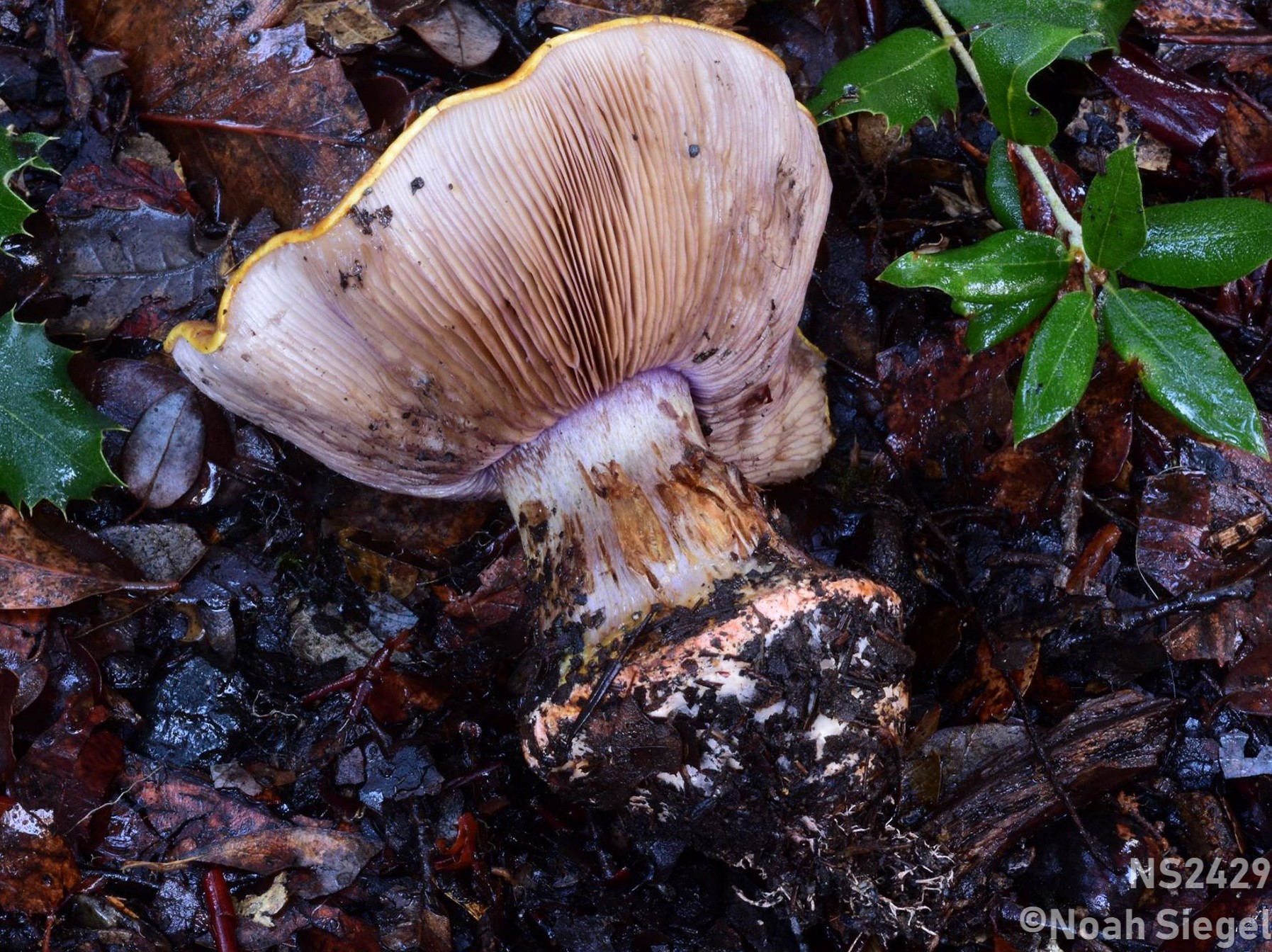 Cortinarius roseobulbus (NS2429) – North American Cortinarius Collections
