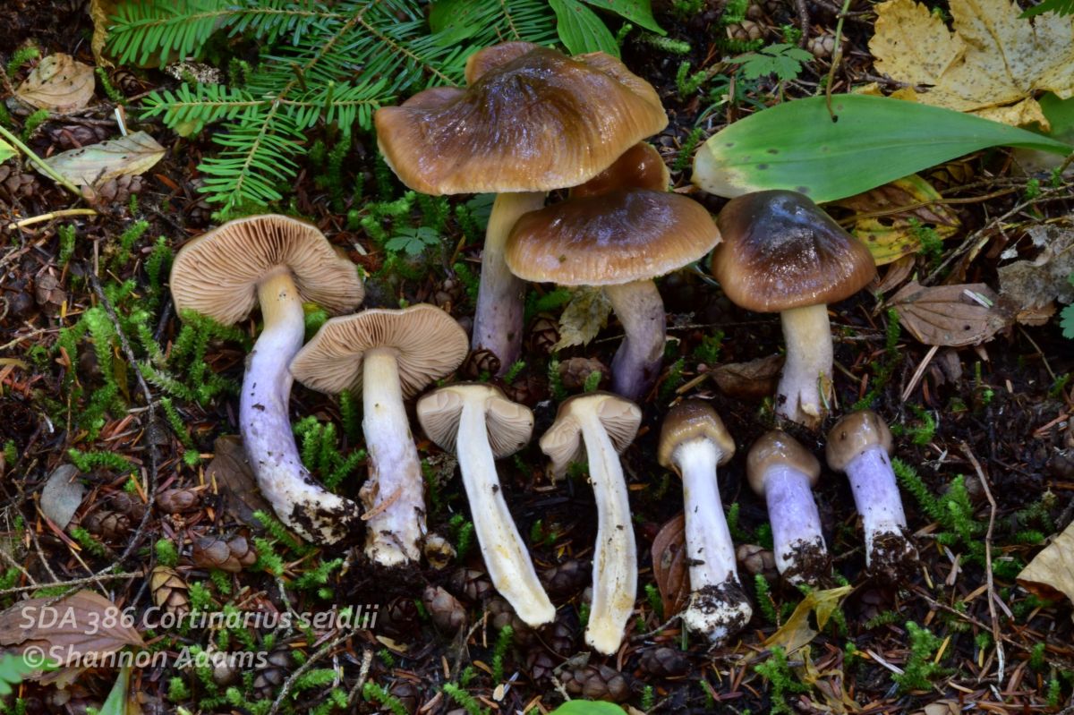 Cortinarius seidliae – North American Cortinarius Collections