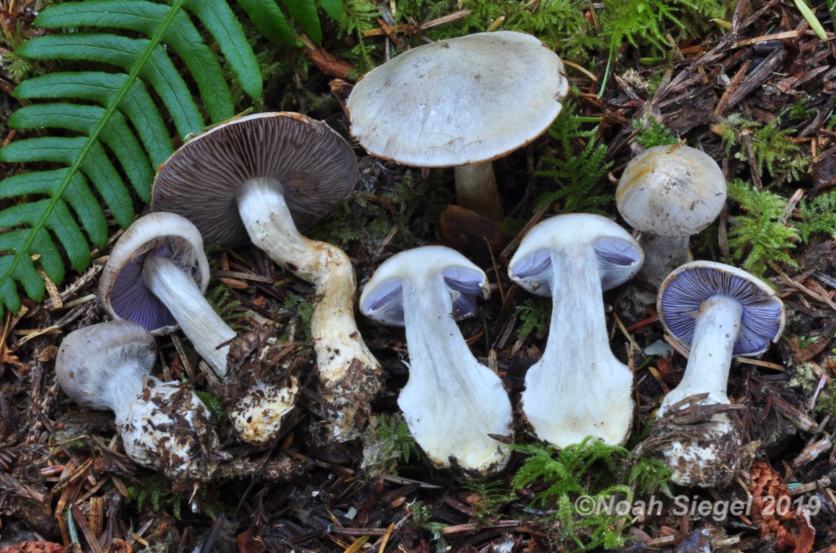Cortinarius albescens – North American Cortinarius Collections