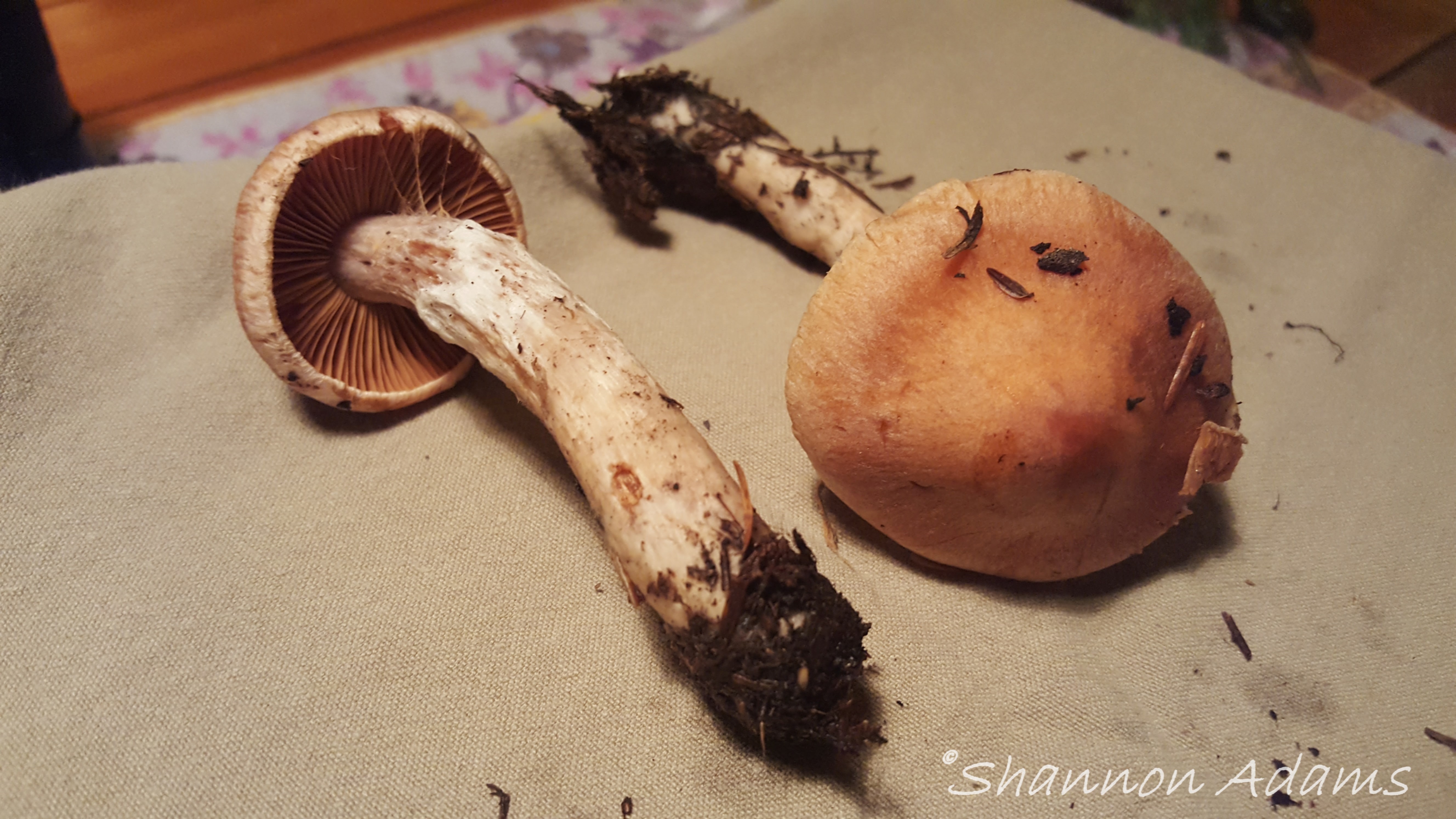 Cortinarius distortus – North American Cortinarius Collections