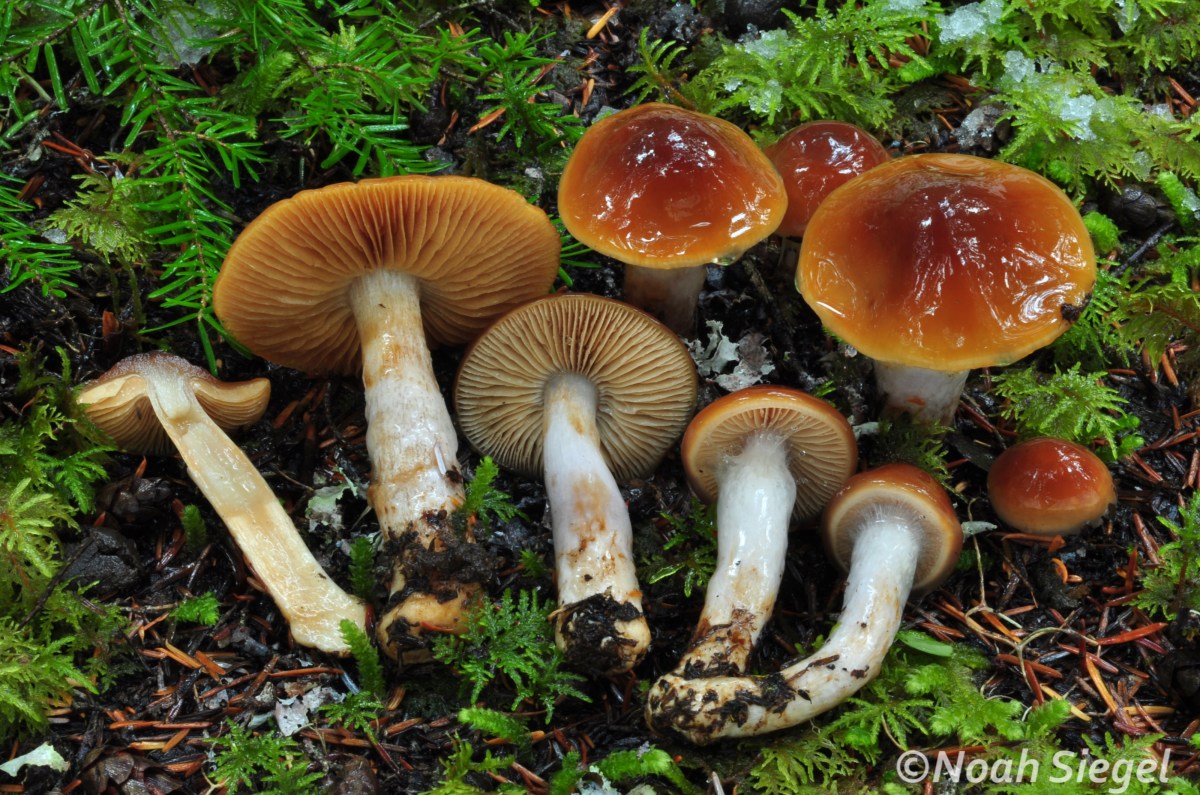 Cortinarius collinitus group – North American Cortinarius Collections
