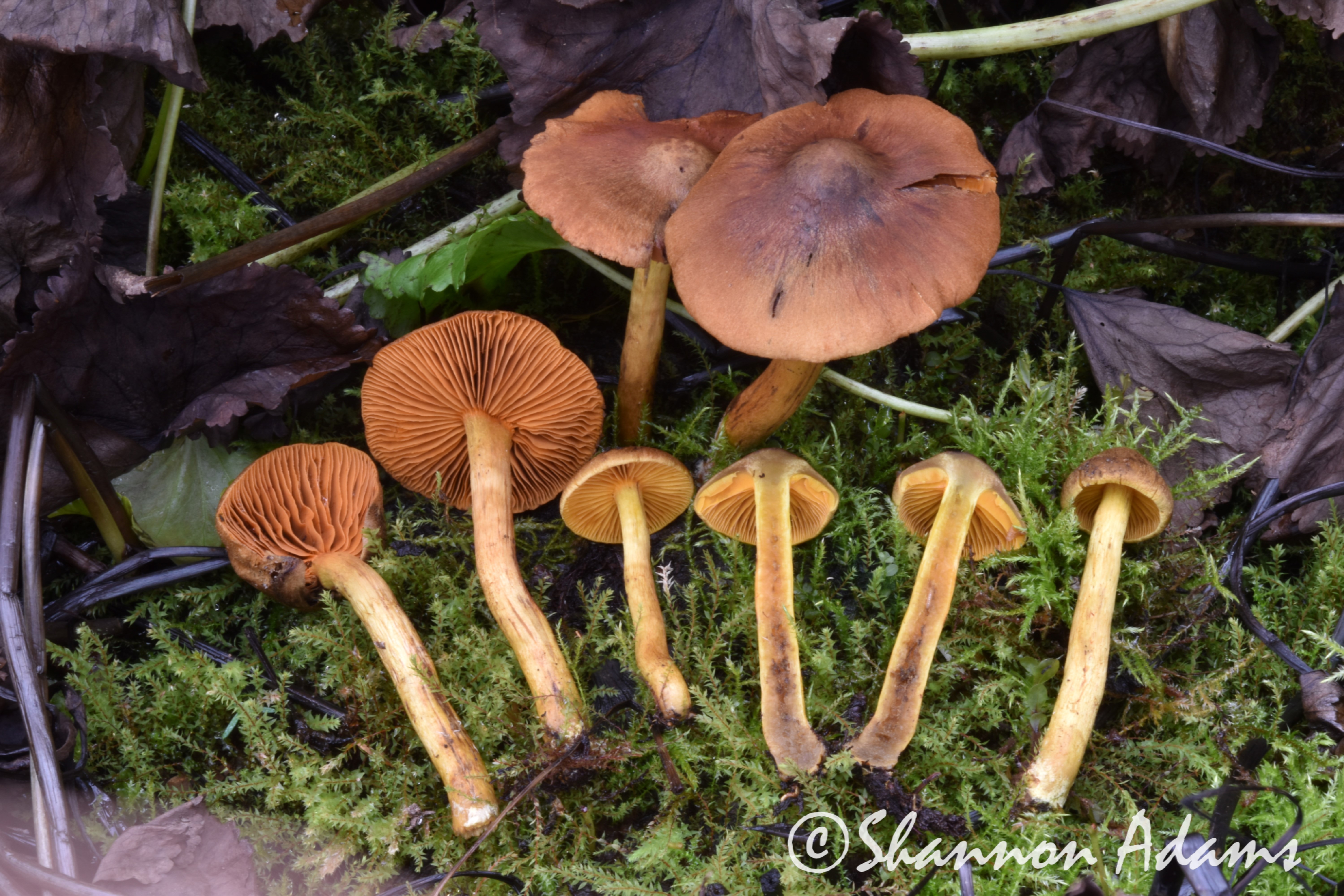 Cortinarius pitkinensis – North American Cortinarius Collections