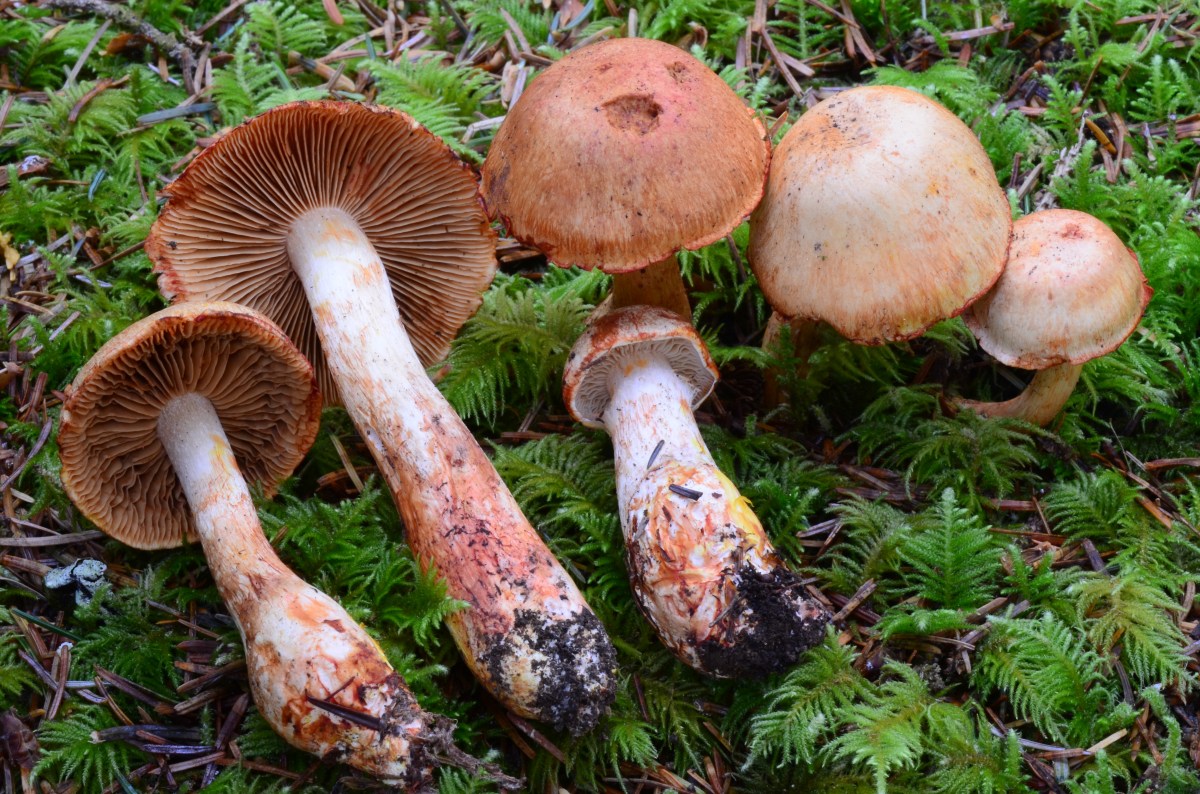 Cortinarius rubiginosus – North American Cortinarius Collections