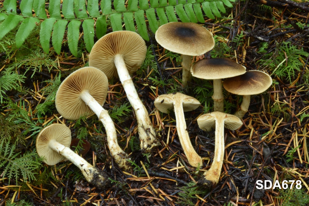 Cortinarius clandestinus – North American Cortinarius Collections